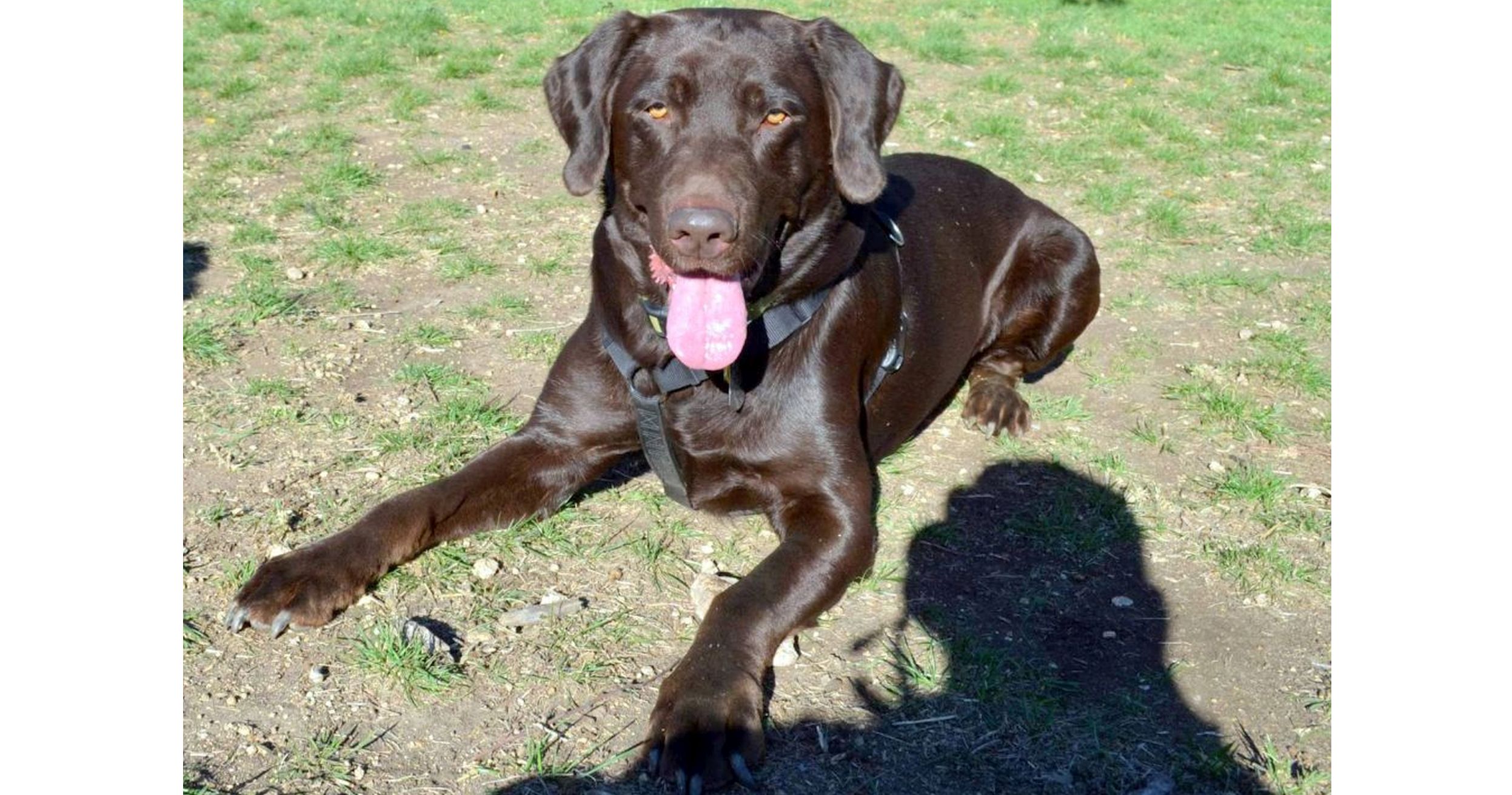 Mr. SABLE - AKC REGISTERED CHOCOLATE LAB MALE @ DLIME RANCH